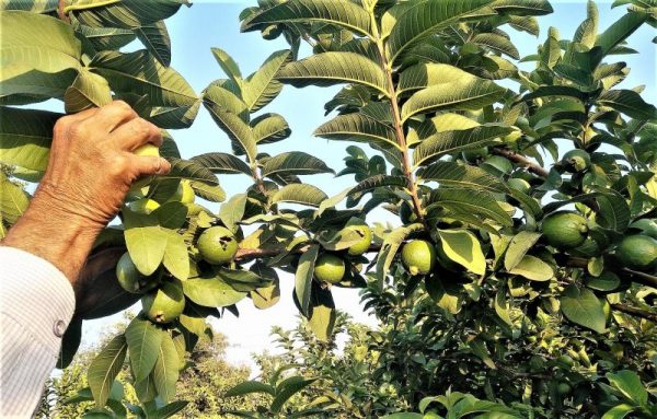 Guayabo: cultivo, usos y propiedades de la guayaba