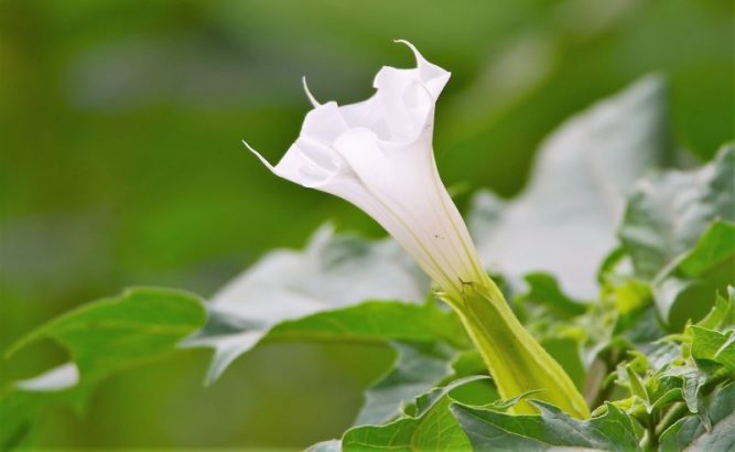 Toloache: Datura, toxicidad y regulación
