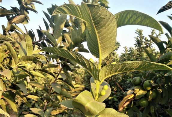 Guayabo: cultivo, usos y propiedades de la guayaba