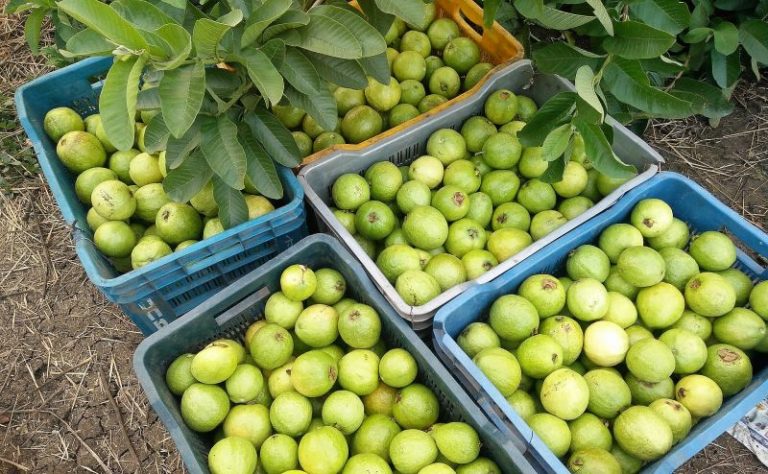 Guayabo | Características, hábitat, usos, propiedades, cultivo | Árbol ...