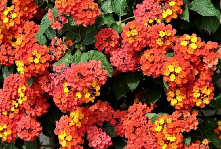 Lantana camara | Características, cultivo, cuidados, variedades | Planta
