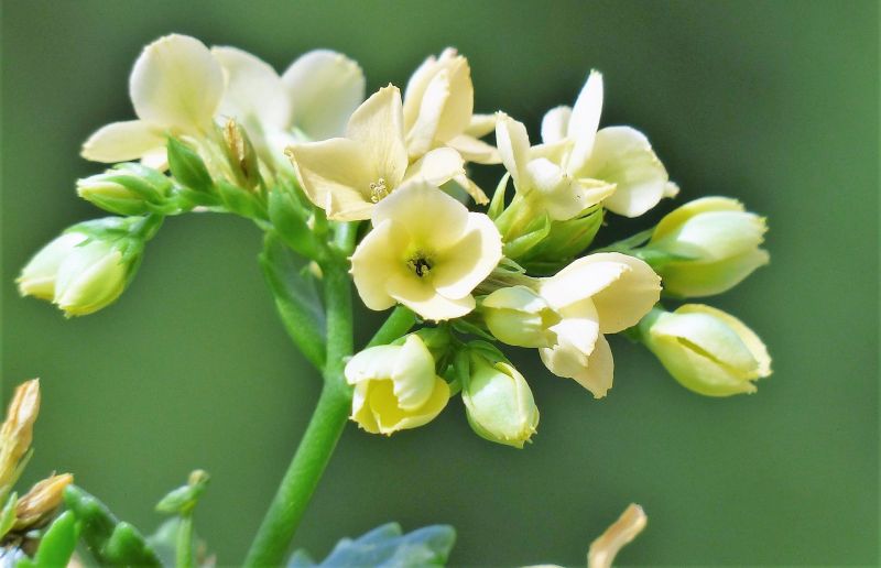 Plantas dicotiledóneas | Características, estructura, reproducción ...