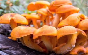 Quitina: origen, propiedades y usos