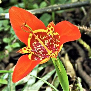 Tigridia | Características, hábitat, cultivo, usos, fruto, flores | Planta