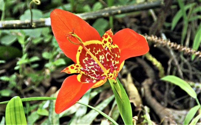 Tigridia: flor de tigre, cultivo y usos
