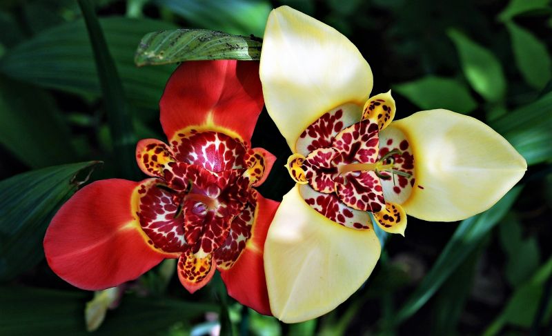 Tigridia: flor de tigre, cultivo y usos