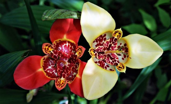 Tigridia: flor de tigre, cultivo y usos