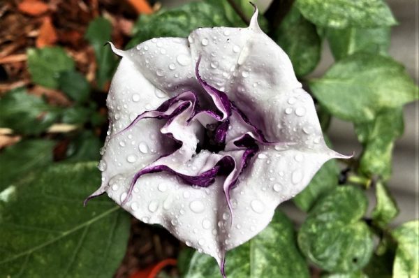 Toloache: Datura, toxicidad y regulación