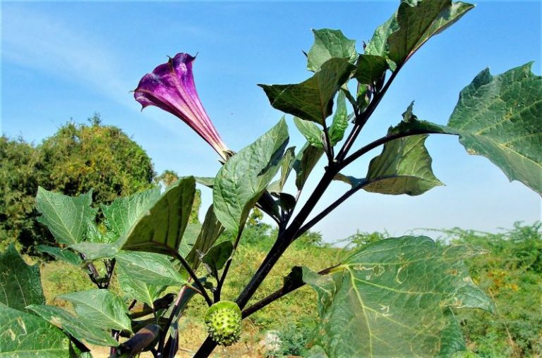 Toloache: Datura, toxicidad y regulación