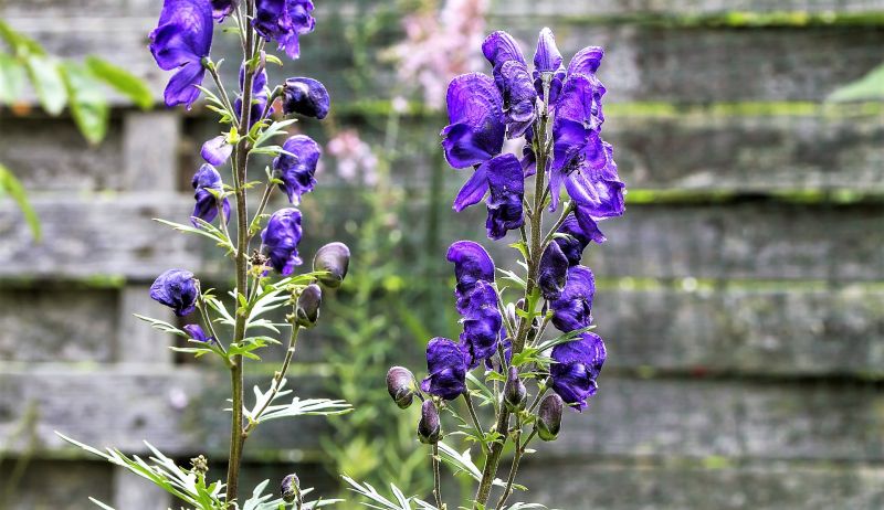 Acónito | Características, toxicidad, efectos, tratamiento, usos | Planta