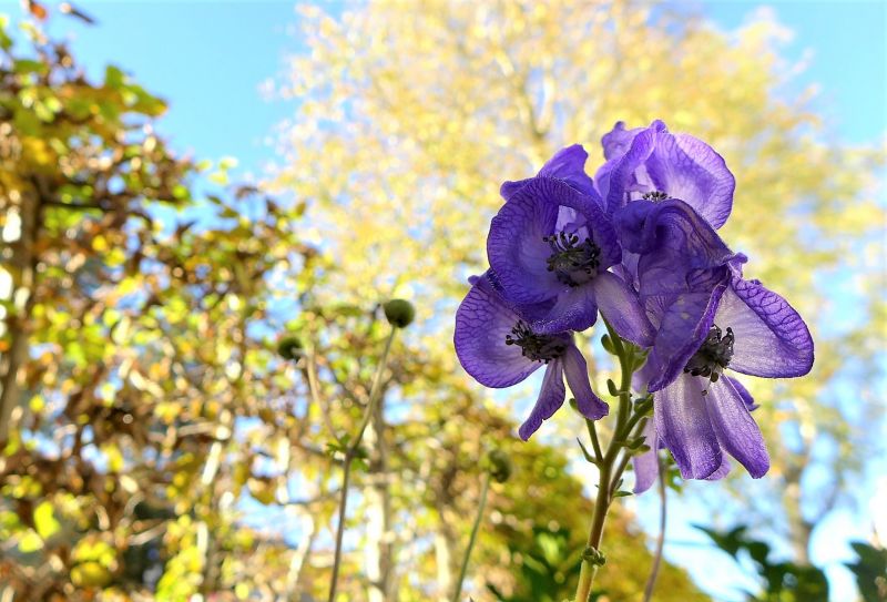 Acónito | Características, toxicidad, efectos, tratamiento, usos | Planta