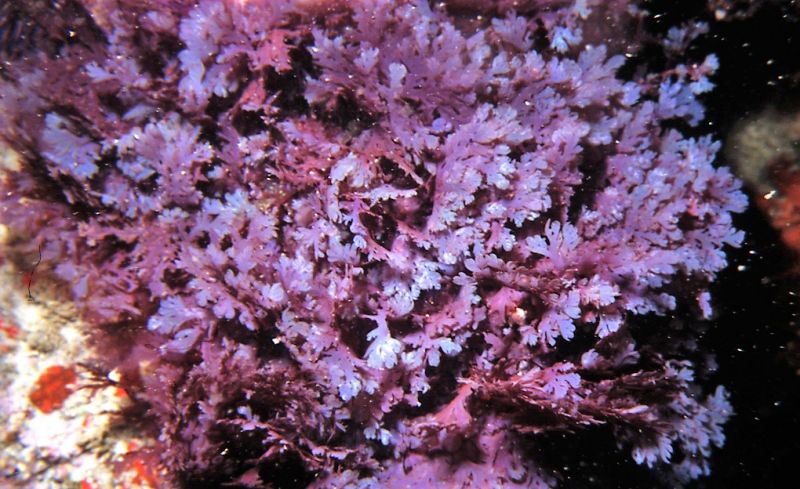 Algas rojas: clasificación, usos y hábitat