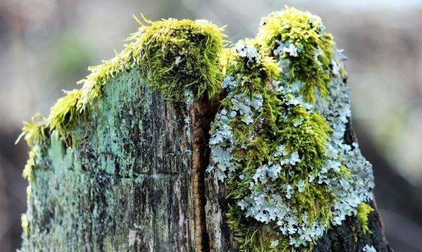 Briofitas: Musgos, Hepáticas y Antoceros