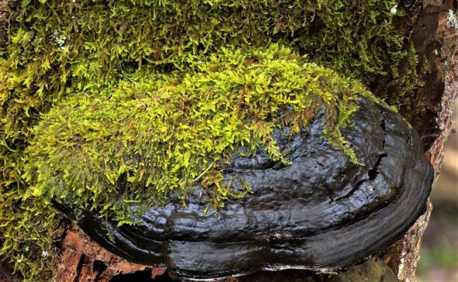 Briofitas: Musgos, Hepáticas y Antoceros