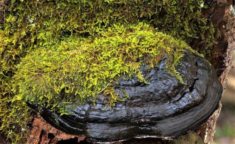 Briofitas Características, reproducción, hábitat, clasificación, color ...