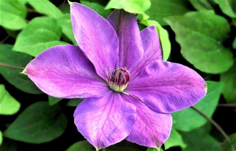Clematis: guía de cultivo y cuidados