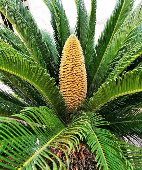 Cycas revoluta: guía de cultivo y cuidados de la palma sagú