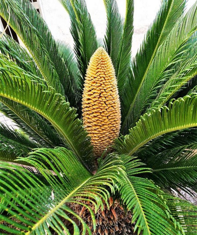 Cycas revoluta: guía de cultivo y cuidados de la palma sagú