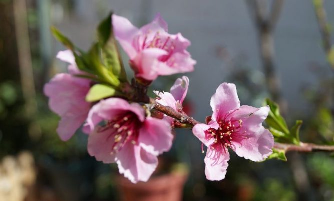 Duraznero: cultivo, variedades y cuidados