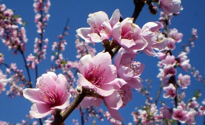 Duraznero: cultivo, variedades y cuidados