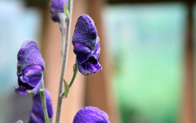 Acónito | Características, toxicidad, efectos, tratamiento, usos | Planta