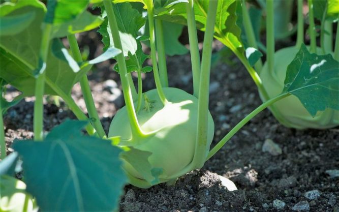 Colinabo | Características, distribución, historia, curiosidades, consumo