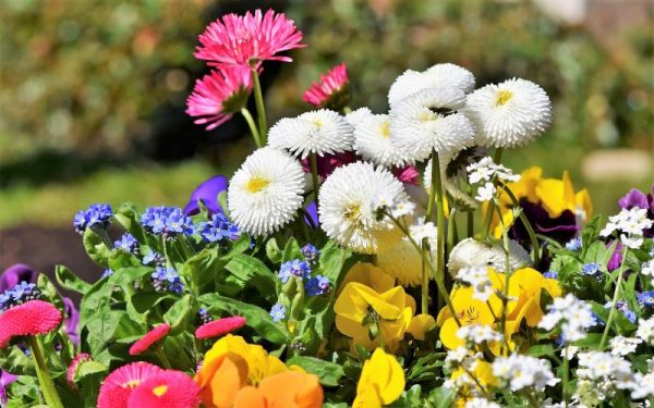 Floema: transporte de azúcares y función vascular