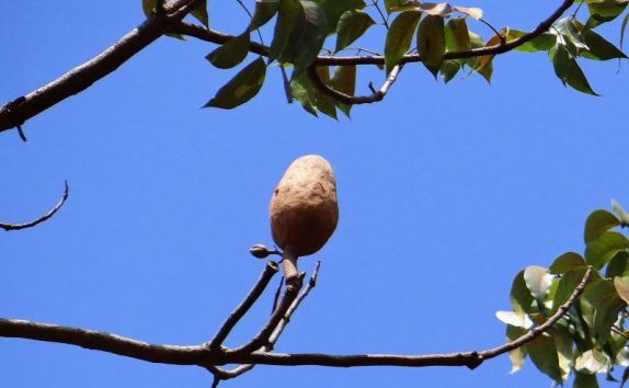 Caoba Swietenia macrophylla: madera valiosa y regulada
