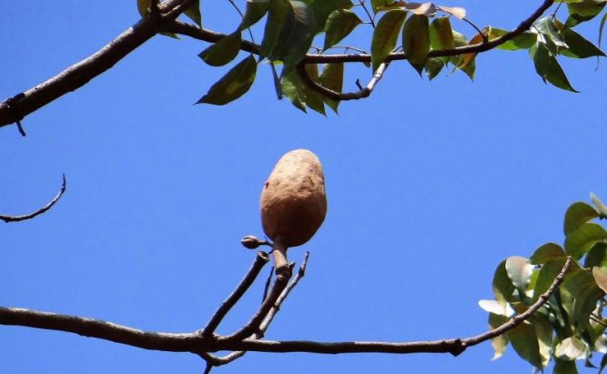 Caoba Swietenia macrophylla: madera valiosa y regulada