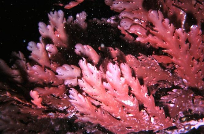 Algas rojas | Características, tipos, ciclo de vida, hábitat, usos ...