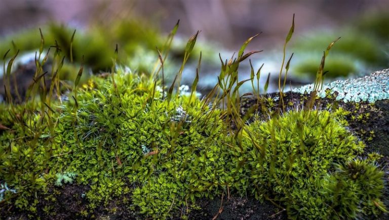 Briofitas: Musgos, Hepáticas y Antoceros