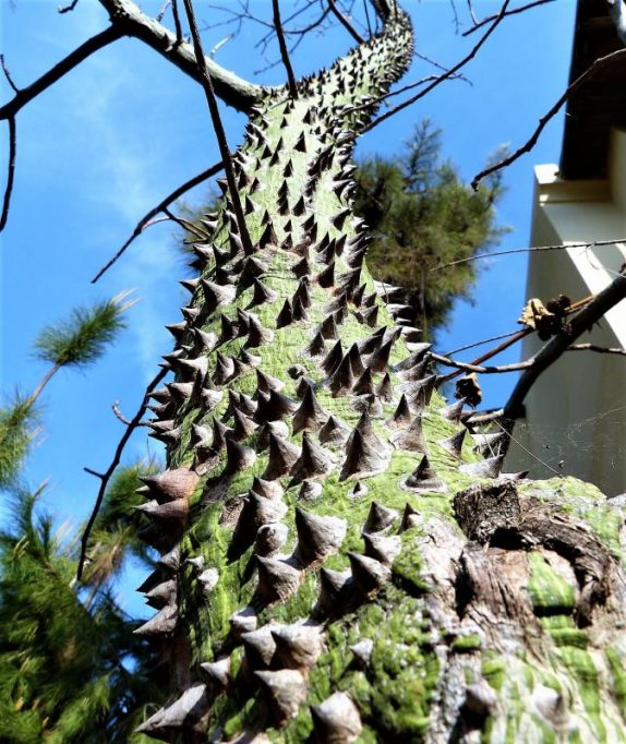 Palo borracho Ceiba speciosa: cuidados y usos