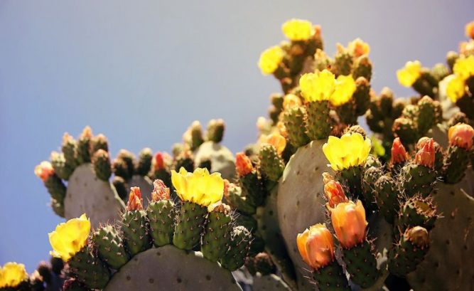 Nopal: beneficios, cultivo y usos de Opuntia ficus-indica