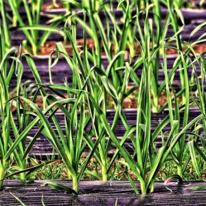 Maleza | Qué es, características, tipos, porqué es indeseable | Planta