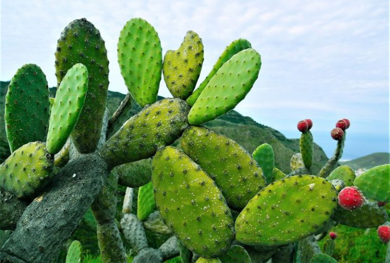 Nopal | Características, cultivo, usos, información | Arbusto