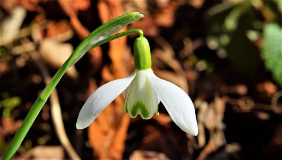 Monocotiledóneas: rasgos, diversidad y usos