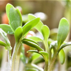 Heterofilia | Qué es, causas, ejemplos, características | Botánica