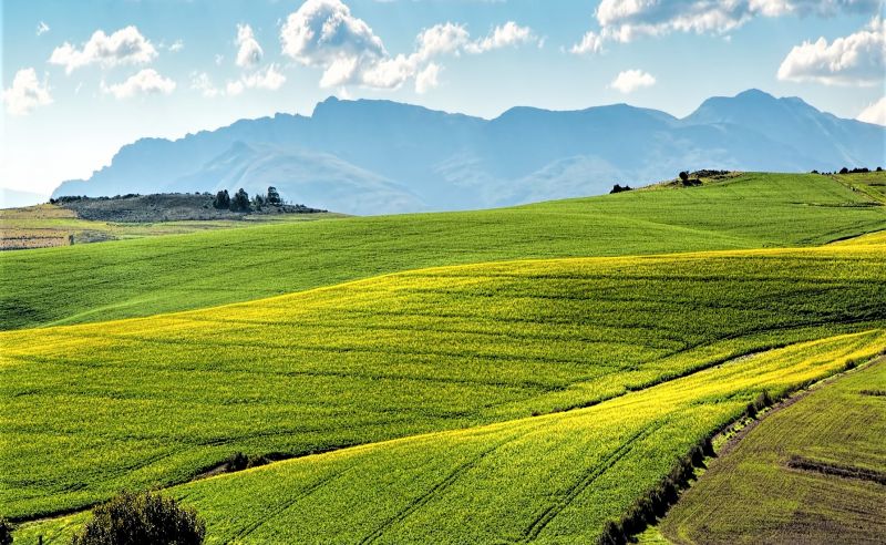 Rotación trienal: mejora del suelo y cultivos