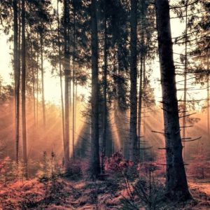 Rastrojo | Qué es, proceso, tipos, distribución, importancia ...