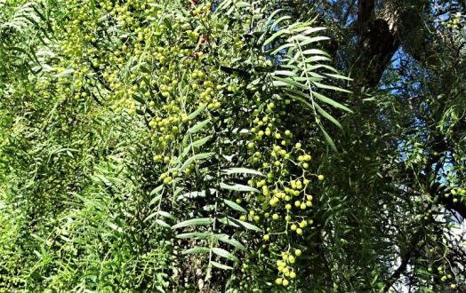 Árbol de molle | Características, hábitat, usos, medicinal, propiedades