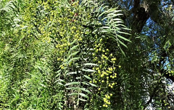 Árbol de molle | Características, hábitat, usos, medicinal, propiedades