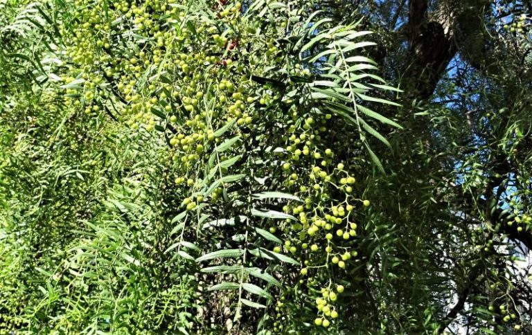 Árbol de molle | Características, hábitat, usos, medicinal, propiedades