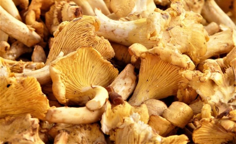 Cantharellus cibarius: chanterelle, guía culinaria