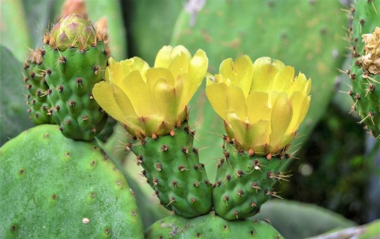 Chumbera | Qué es, características, usos, frutos, hábitat, reproducción