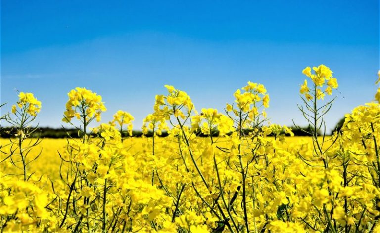 Colza | Qué es, características, usos, cultivo, importancia | Arbusto ...