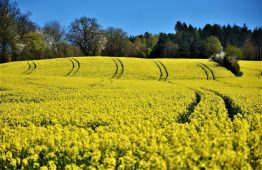 Colza: aceite, forraje y biodiesel sostenible