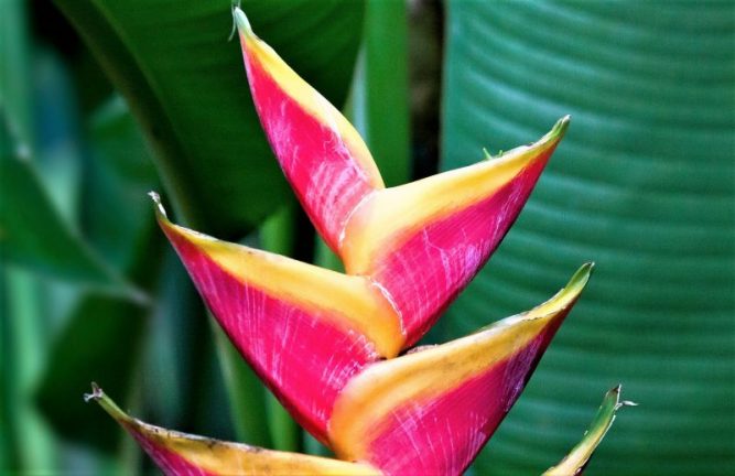 Heliconia | Qué es, características, cuidados, variedades, reproducción, usos