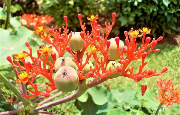 Jatropha | Floración, características, tipos, cultivo, usos, propagación