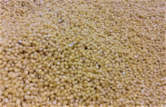 Mijo: cereal sin gluten y sostenible