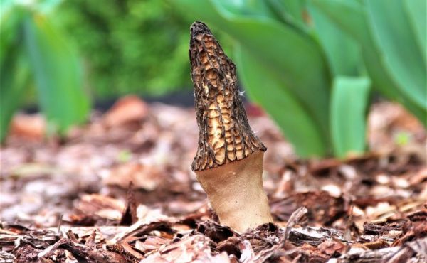 Morchella | Qué es, características, riesgos, variedades, elección, cultivo